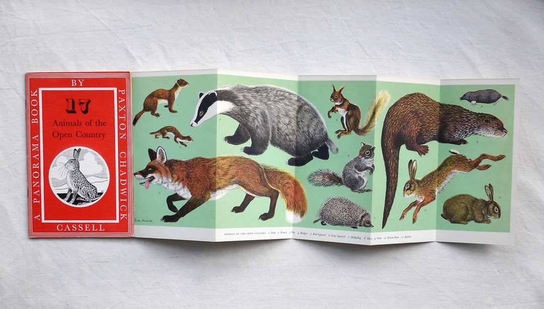 Animals of the Open Country, RARE Cassell Panorama Vintage Nature Book ...