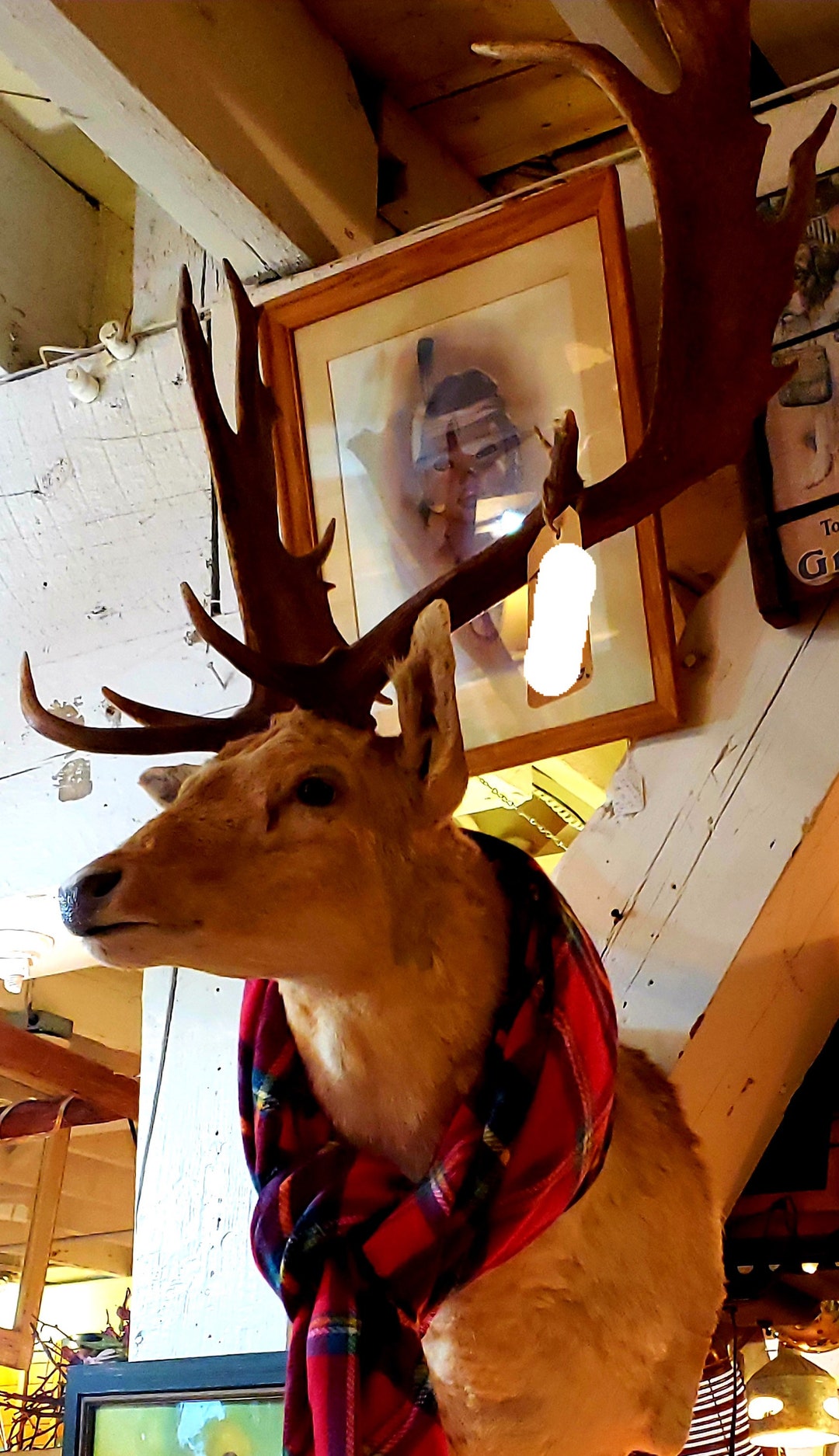 Taxidermy Fallow Deer Shoulder Mount Vintage Reindeer Home Decor Cabin ...