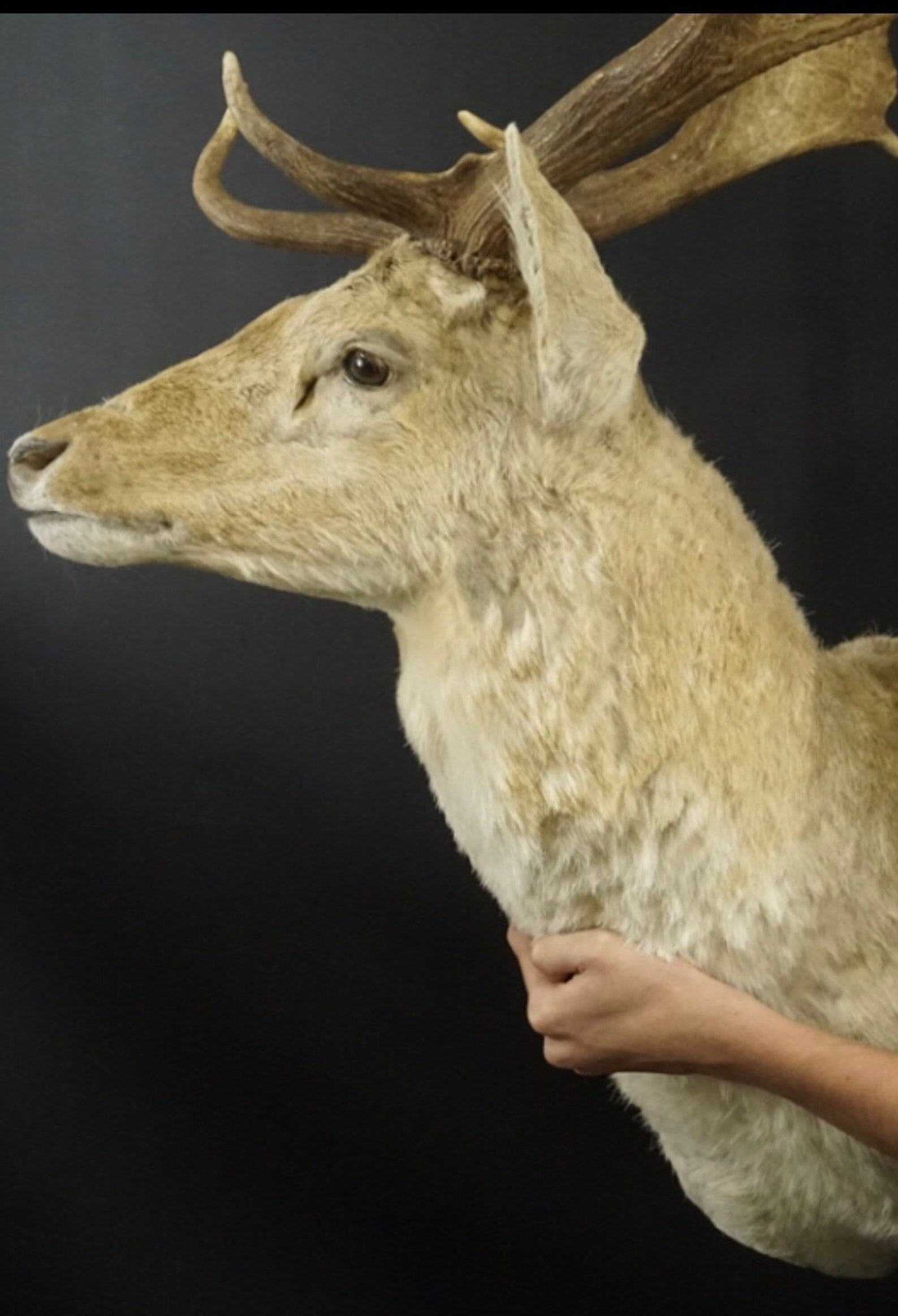 Taxidermy Fallow Deer Shoulder Mount Vintage Reindeer/home - Etsy