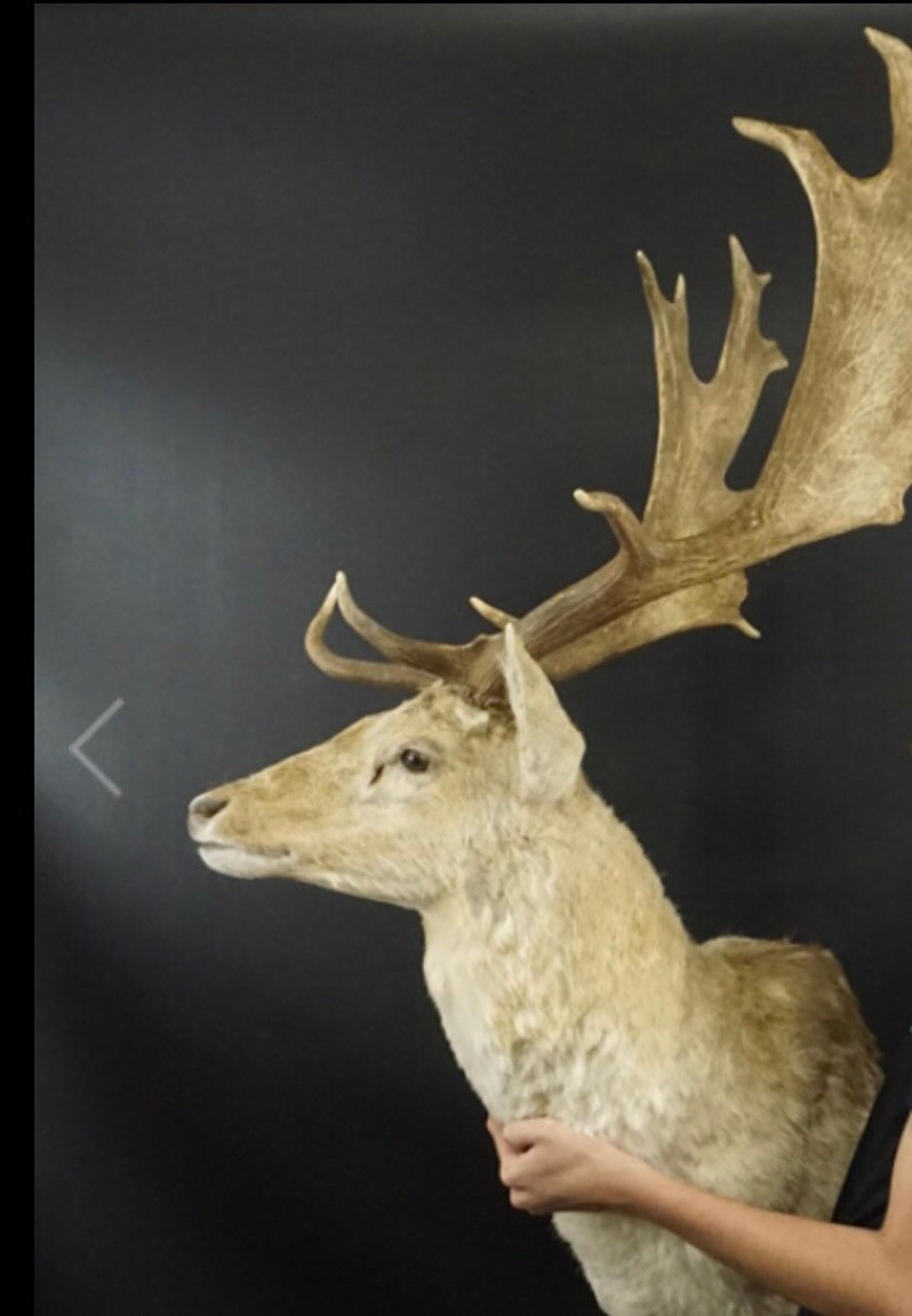 Taxidermy Fallow Deer Shoulder Mount Vintage Reindeer/home - Etsy