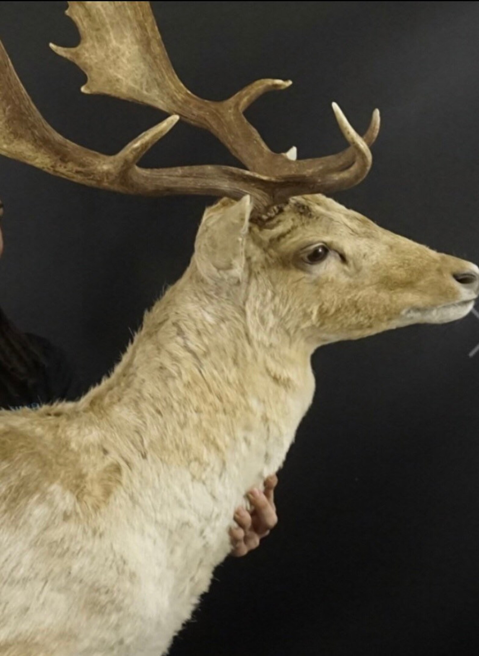 Taxidermy Fallow Deer Shoulder Mount Vintage Reindeer/home - Etsy