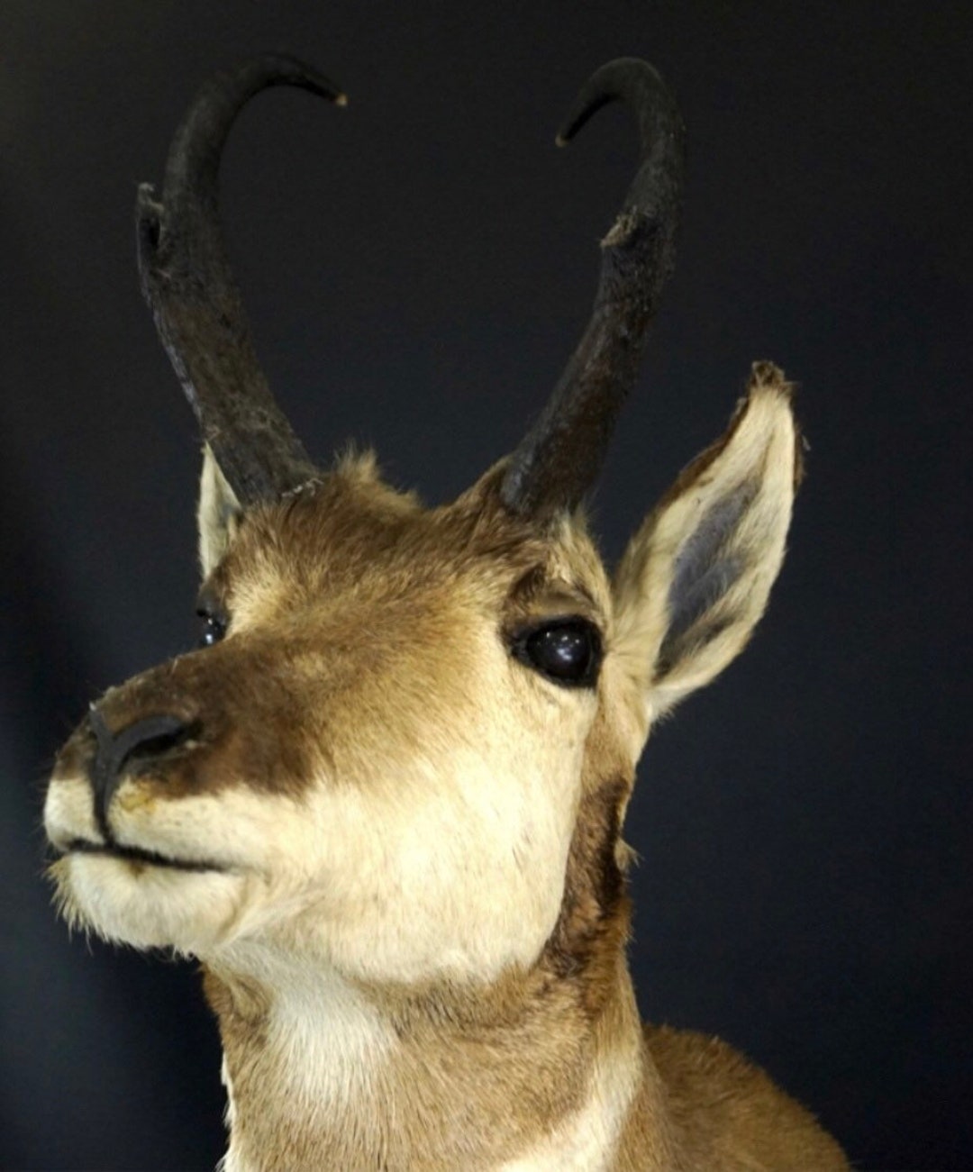 Antelope Taxidermy Shoulder Mount Cabin Decor Rustic Farmhouse ...