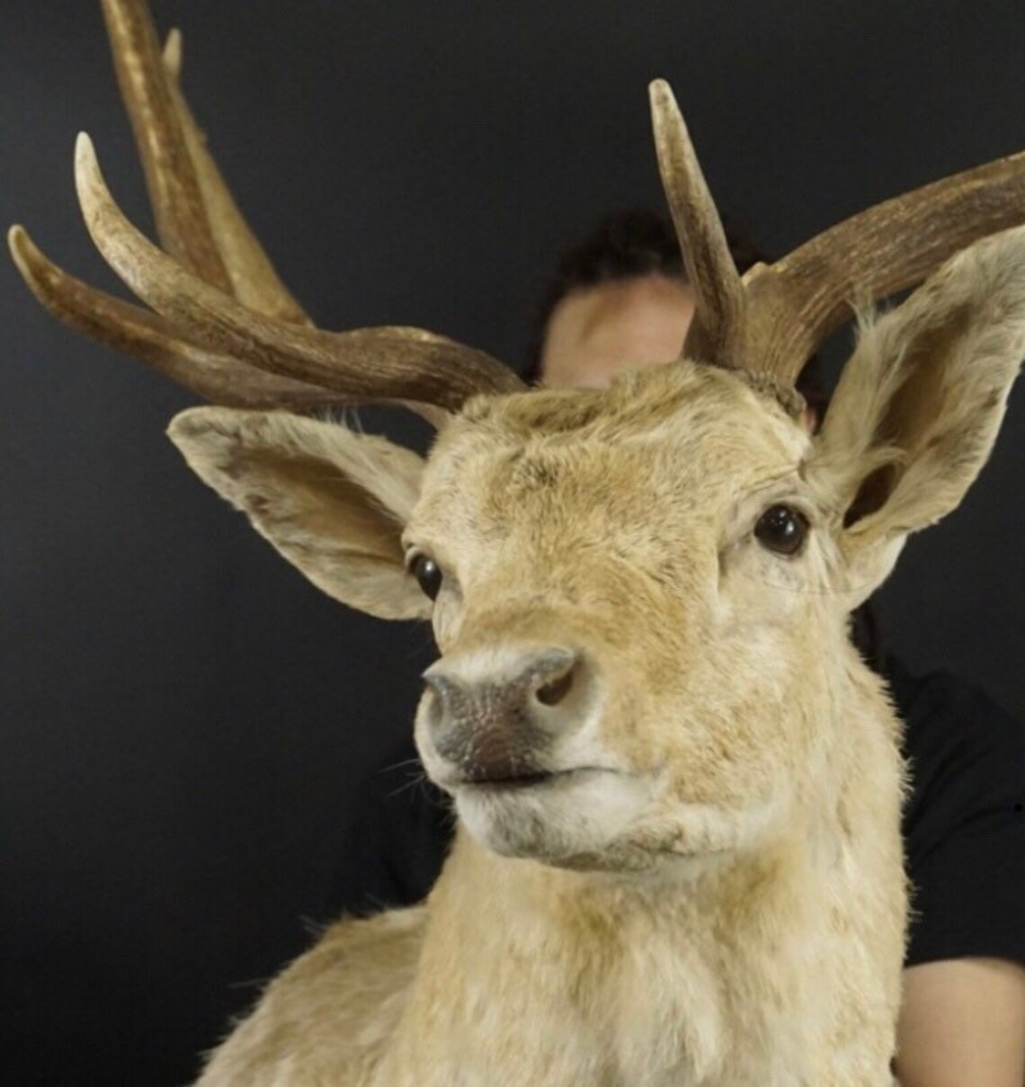 Taxidermy Fallow Deer Shoulder Mount Vintage Reindeer/home - Etsy