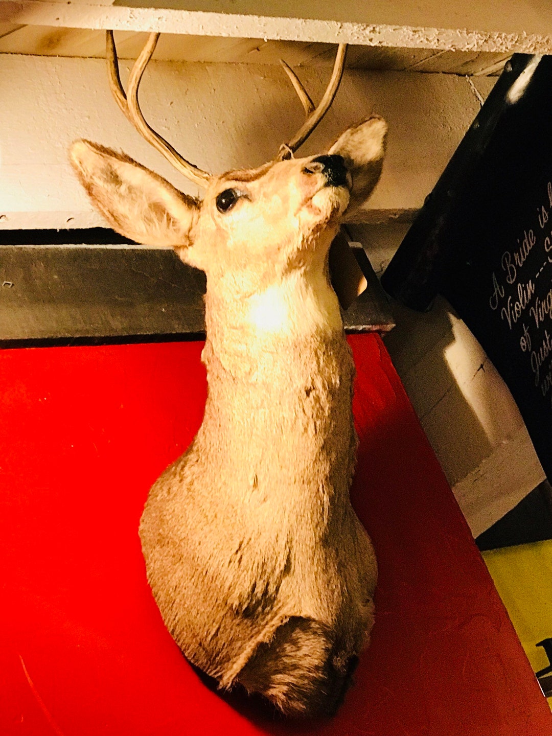 Vintage Taxidermy 4 Point Buck Cabin Decor Rustic Farmhouse Shoulder ...