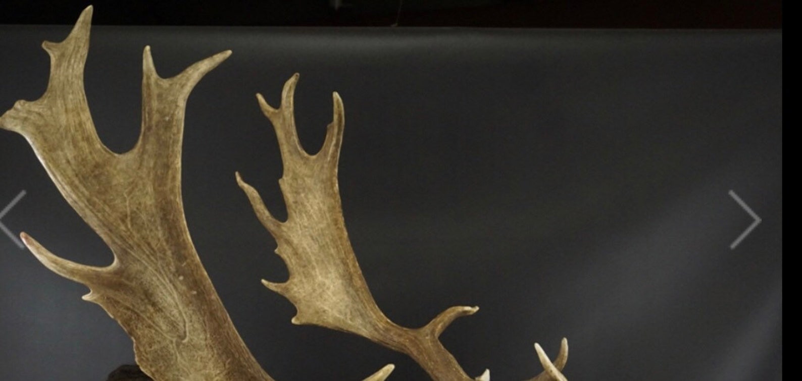 Taxidermy Fallow Deer Shoulder Mount Vintage Reindeer/home - Etsy