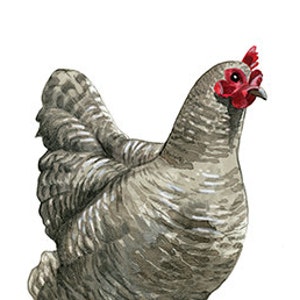 Barred Rock Painting Chicken Art Chicken Coop Accessory - Etsy