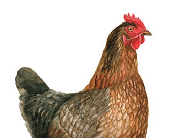 Brown Chicken Art Print Farm Animal Watercolor Painting Chicken Hen ...