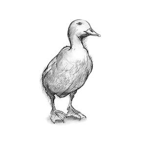 Duck Art for Nursery, Kids Room Animal Drawing, Water Fowl Print, Pond ...
