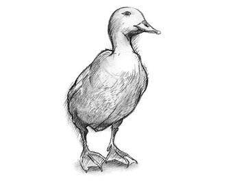 Water Fowl Drawing - Etsy