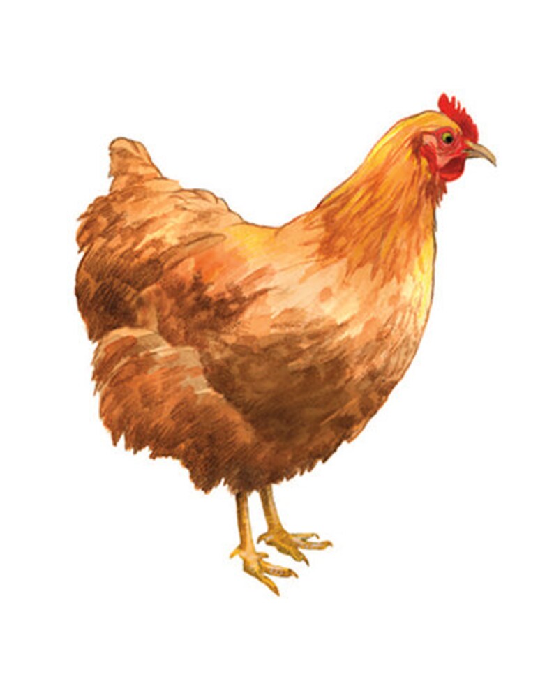 Chicken Print Buff Orpington Farm Gift Chicken Portrait - Etsy