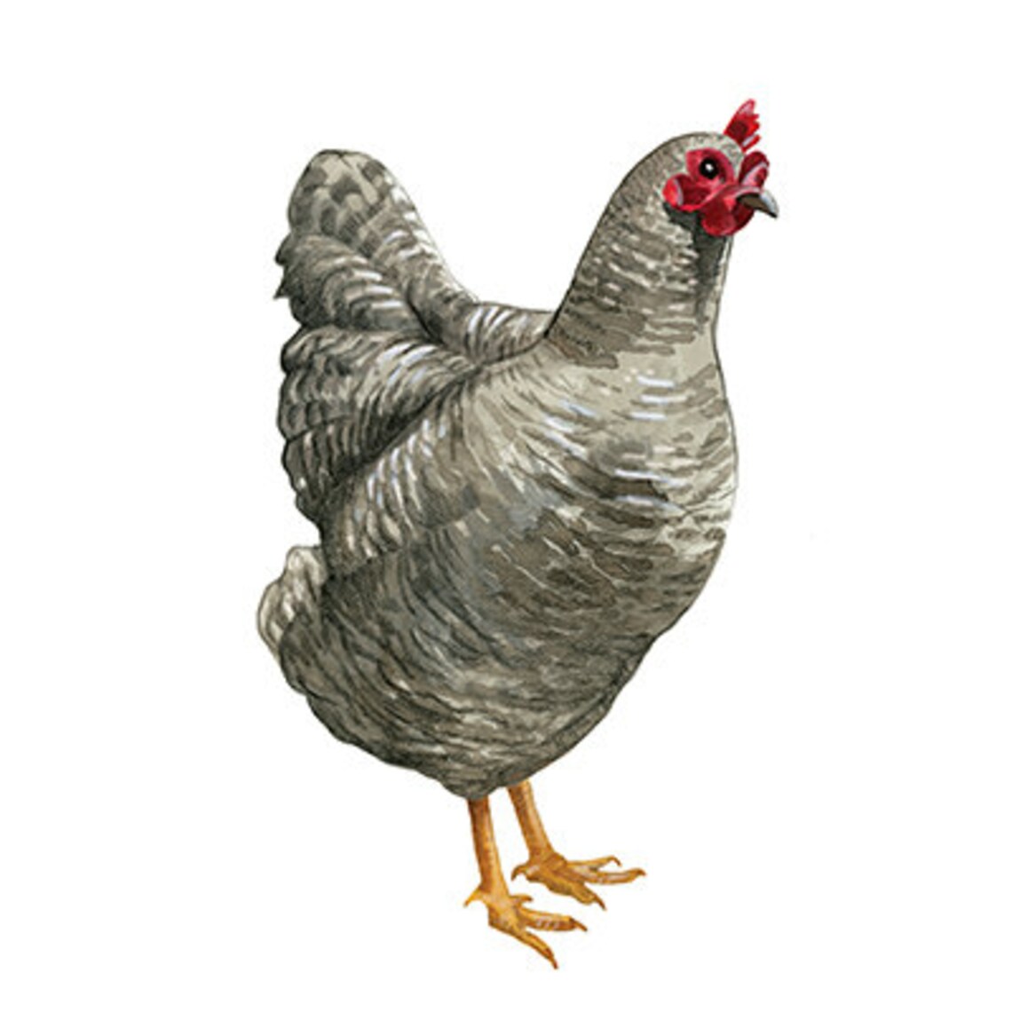 Barred Rock Painting Chicken Art Chicken Coop Accessory - Etsy