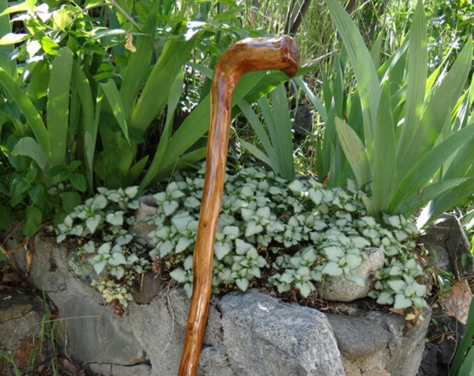 Rustic, Natrually Curved, Walking Cane - Etsy