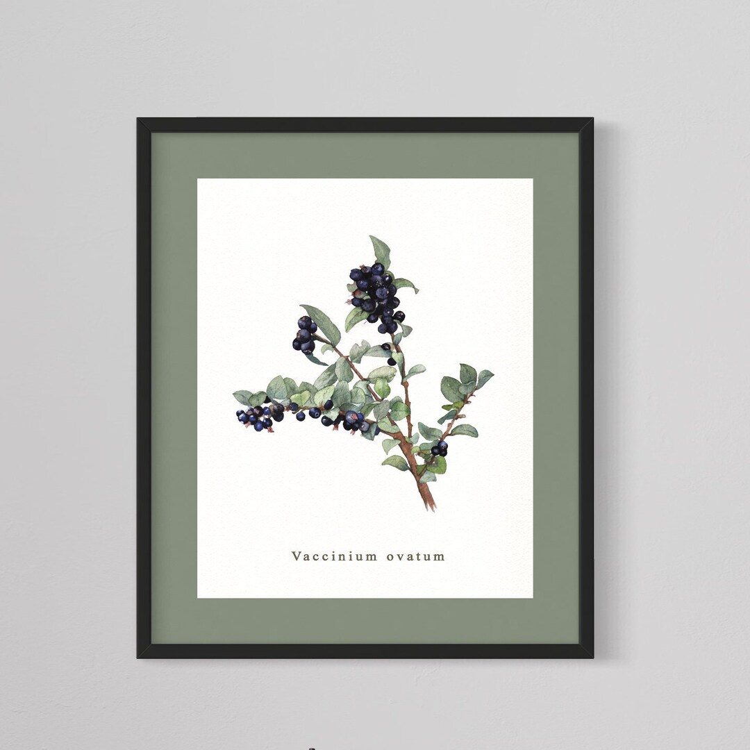 Evergreen Huckleberry Floral Art Print, Botanical Wall Art, Watercolor ...