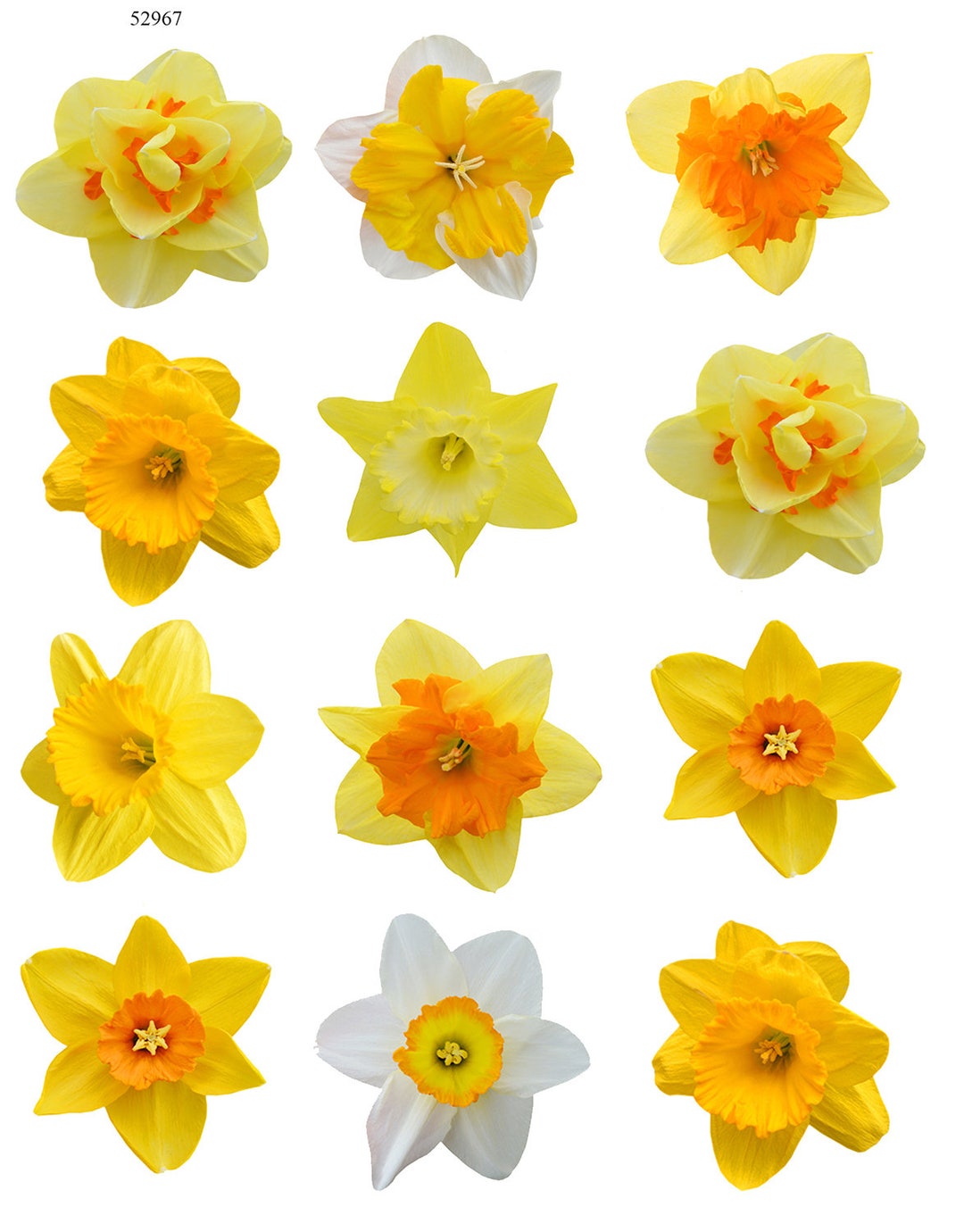 Daffodil Flowers - Ceramic Decals- Enamel Decal - Glass Decal- 52967 - Etsy