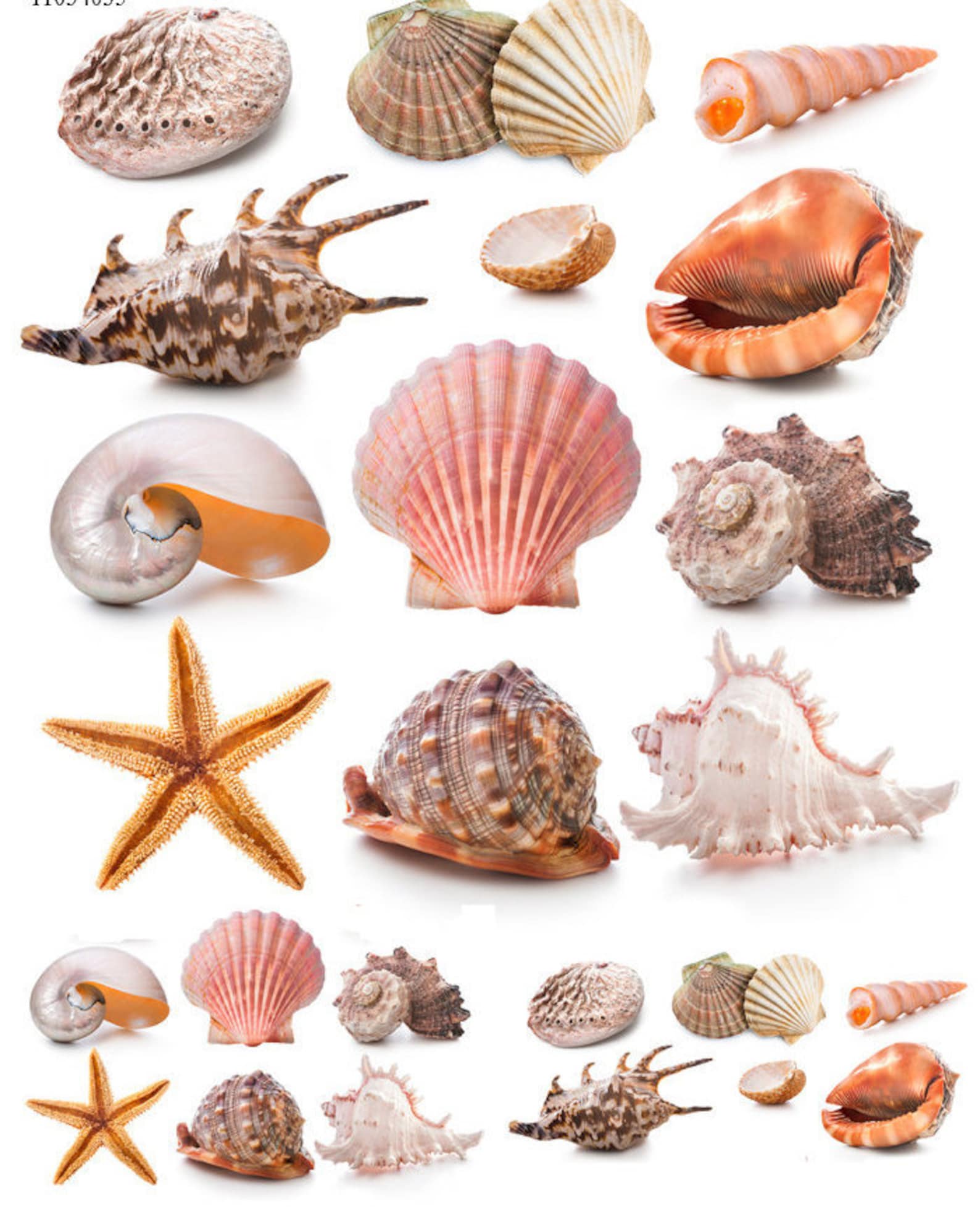 Shore Shells Ceramic Decals Enamel Decal Fusible Decal Glass Fusing ...