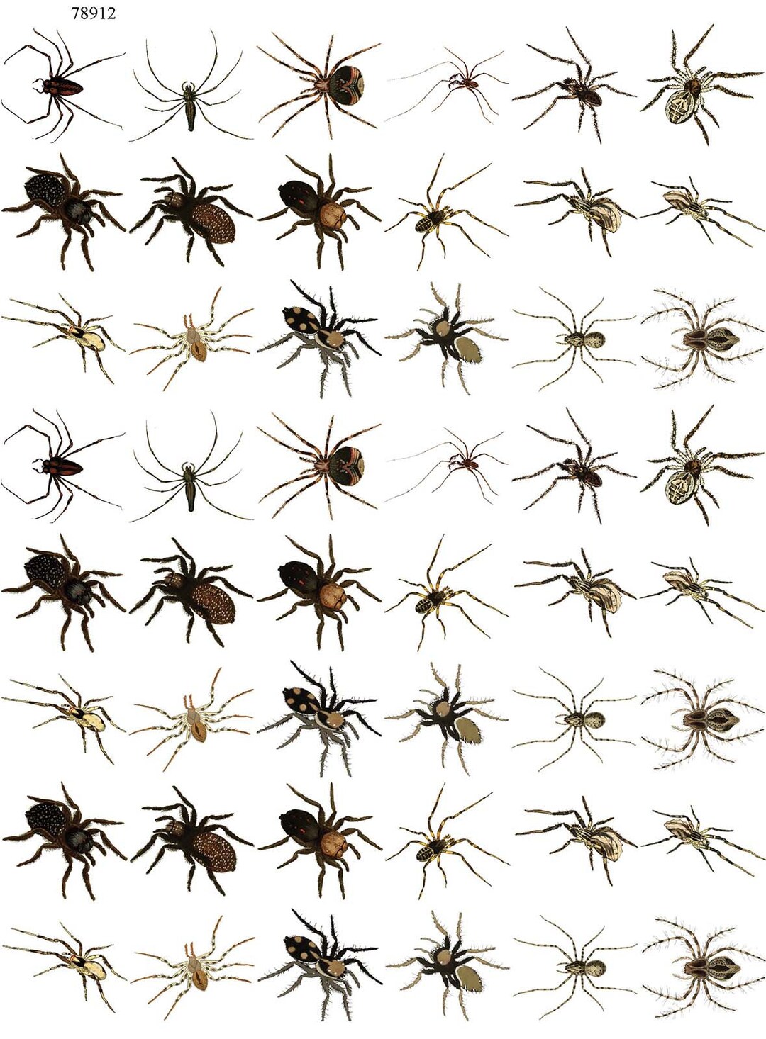 Spiders Spiders Everywhere - Ceramic Decals- Enamel Decal - Glass Decal ...