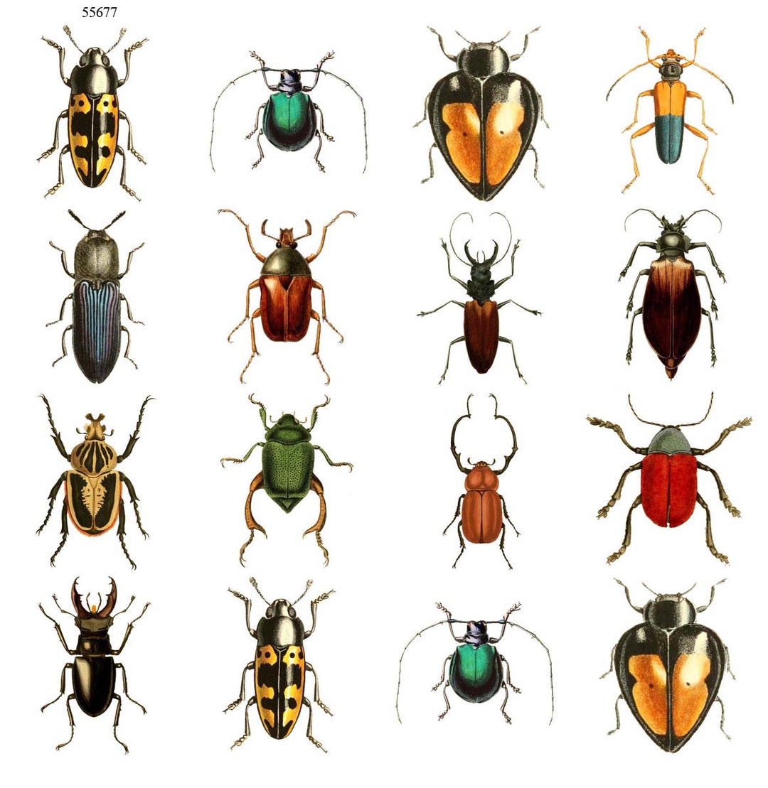 Beetle Bugs - Ceramic Decals- Enamel Decal - Fusible Decal - Glass ...