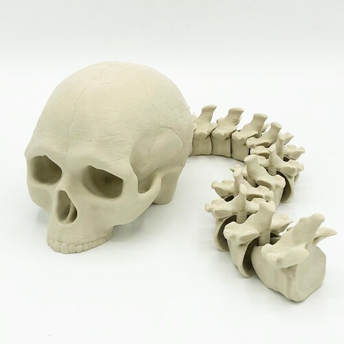 3D Printed Articulated Flexi Skull Predator Trophy Fidget Toy - Etsy