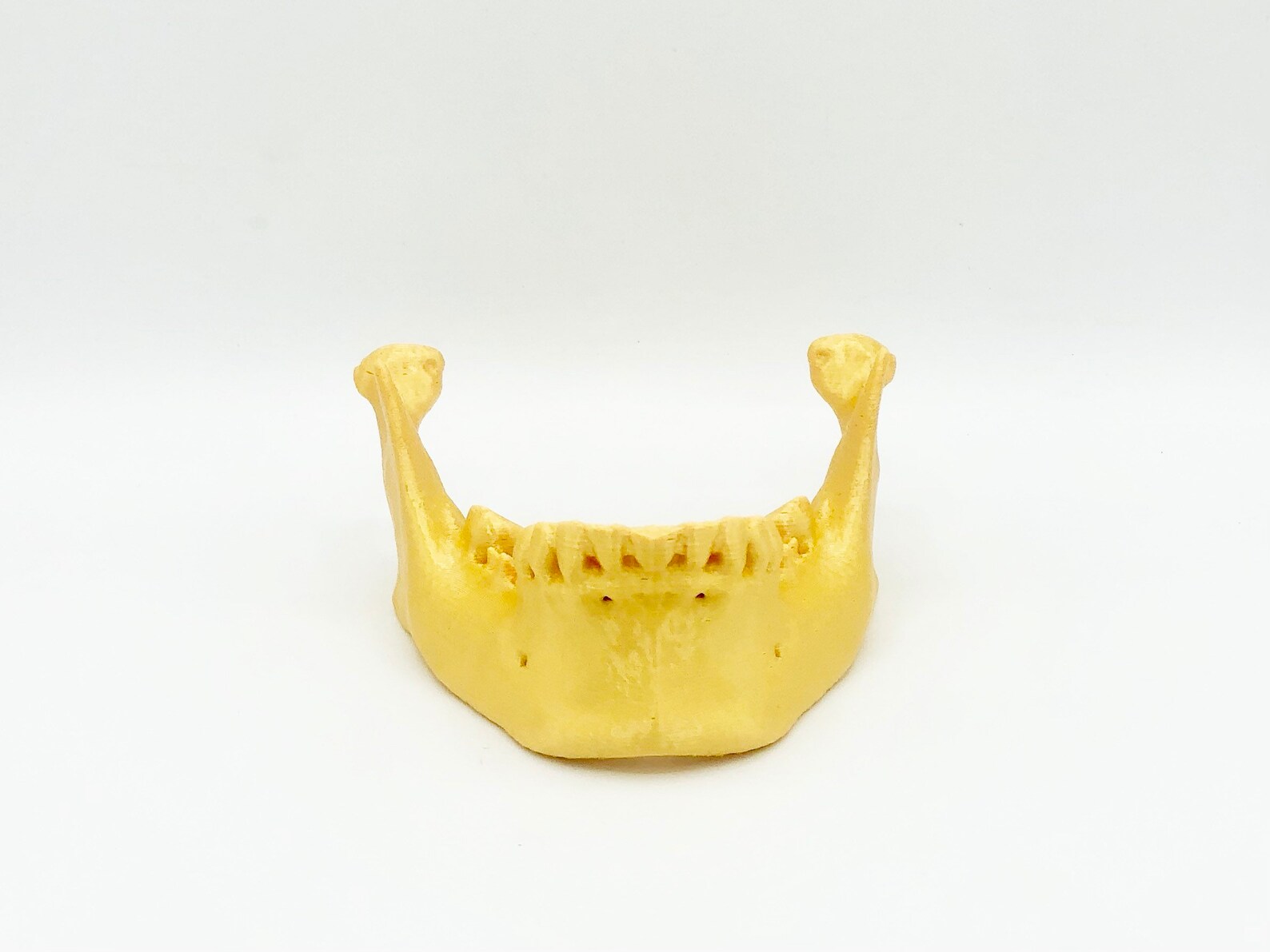 Human Mandible Jaw Bone Controller Stand Compatible With - Etsy