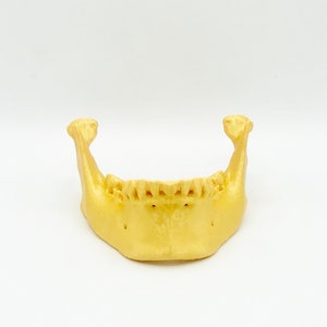 Human Mandible Jaw Bone Controller Stand - Compatible With PS5, PS4 ...