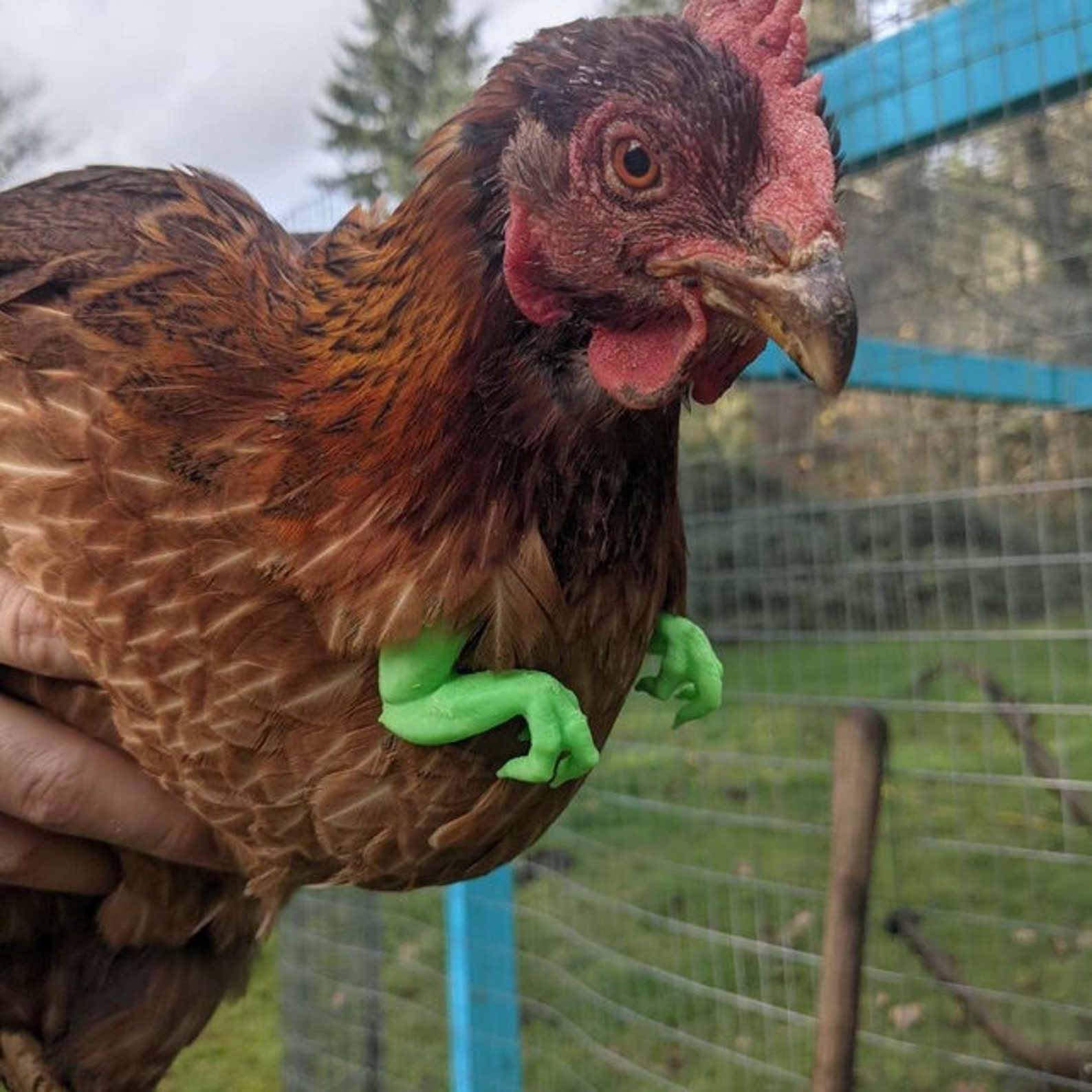 3D Printed Chicken Arms Velociraptor T-rex Dinosaur Arms - Etsy