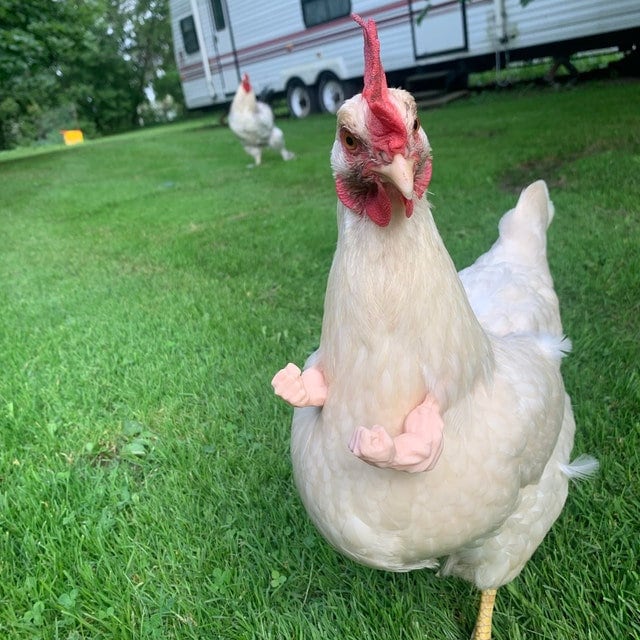 3D Printed Chicken Arms Incredible Hulk Muscled Arms Various | Etsy