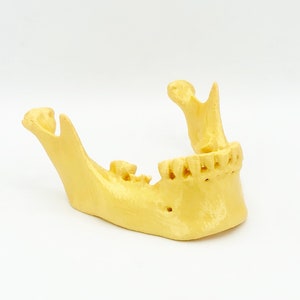 Human Mandible Jaw Bone Controller Stand - Compatible With PS5, PS4 ...