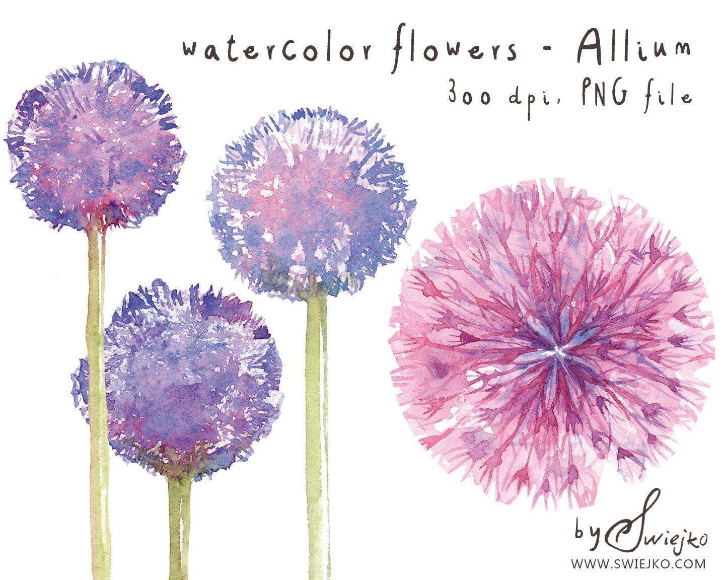 Watercolor Clipart, Watercolor Flowers, Flower Clipart, Allium ...