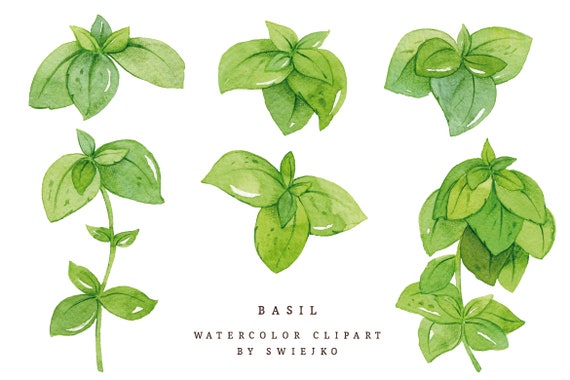 Basil Clipart Herbs Herbs Clipart Watercolor Herbs Floral - Etsy