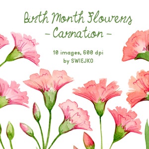 Carnation Clipart, Birth Month Flowers, January Flower, Watercolor ...