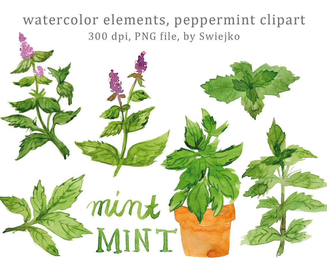 Digital Clip Art, Watercolor Herbs, Herbs, Floral Clip Art, Watercolor ...