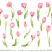 Tulip Clipart, Birth Month Flowers, Aprilflower, Watercolor Clipart Set ...