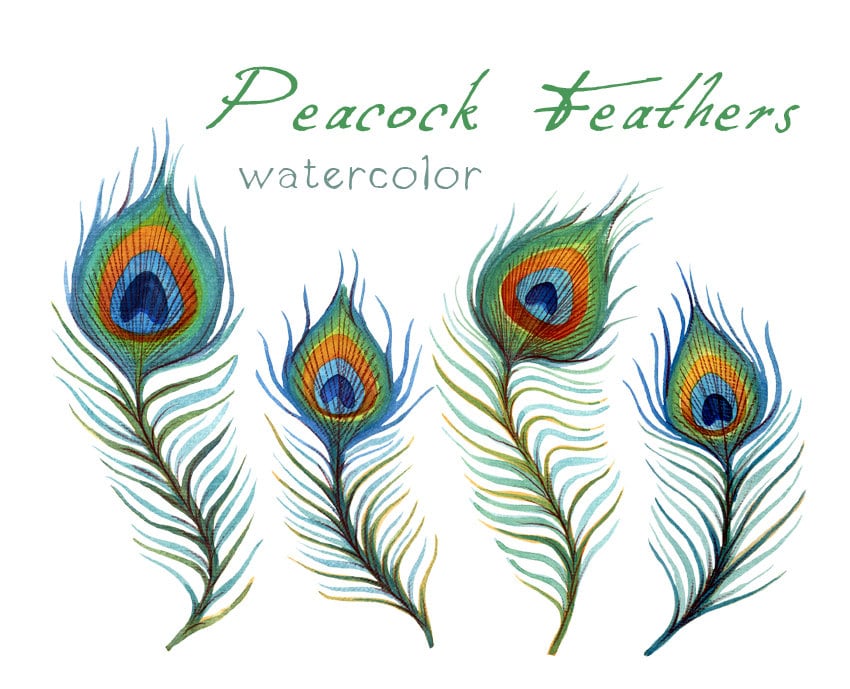Peacock Feather Clipart