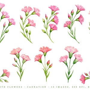 Carnation Clipart, Birth Month Flowers, January Flower, Watercolor ...