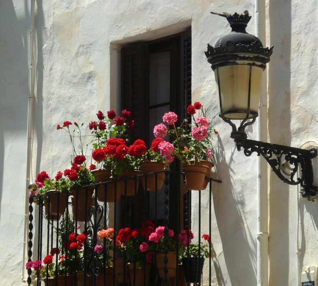 Spanish Balcony Geraniums Photograph, Red and Pink Flowers (A4 Print ...