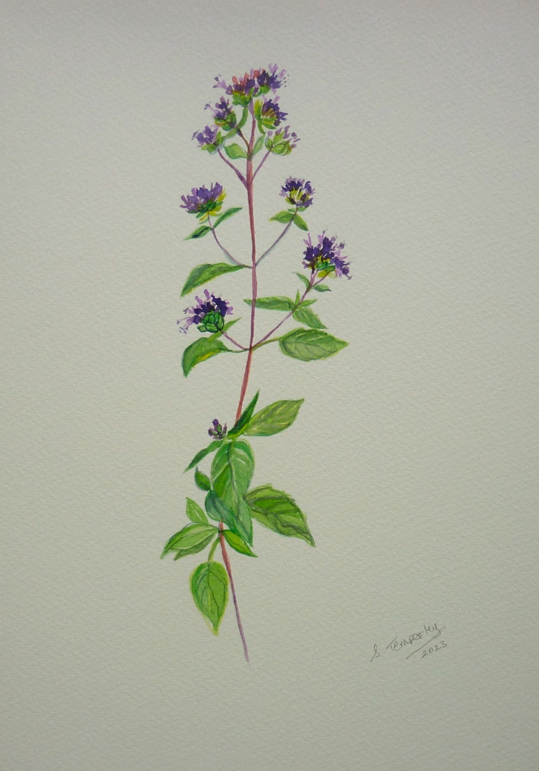 Oregano Original Botanical Watercolour Herbs Garden Art Kitchen Art ...