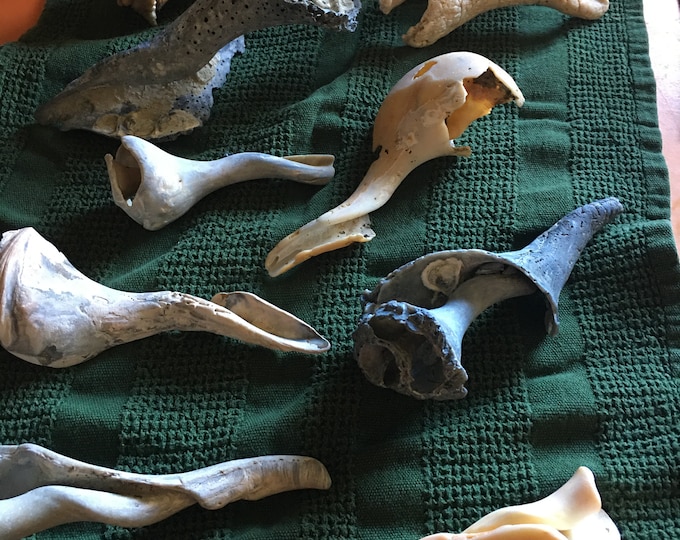 12 Broken Whelk Shells Crafts Decor - Etsy