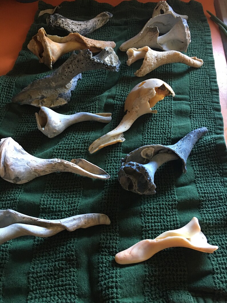 12 Broken Whelk Shells Crafts Decor - Etsy
