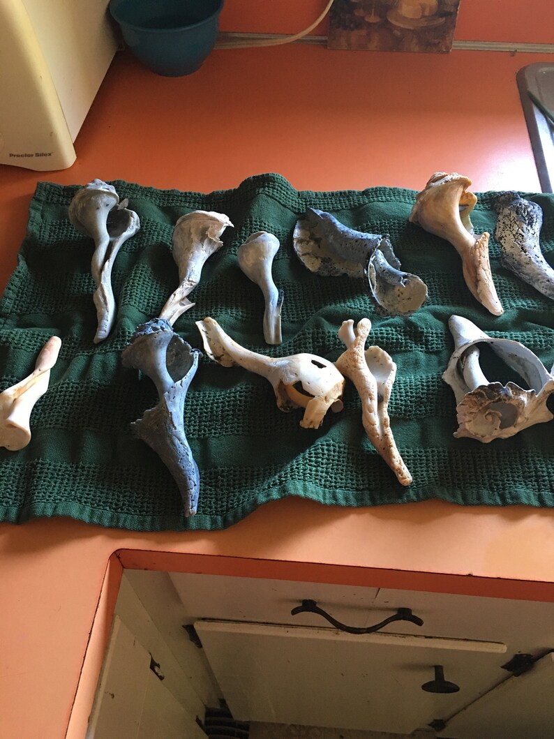 12 Broken Whelk Shells Crafts Decor - Etsy