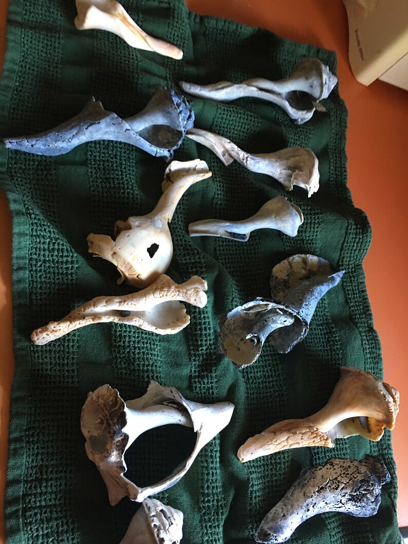 12 Broken Whelk Shells Crafts Decor - Etsy
