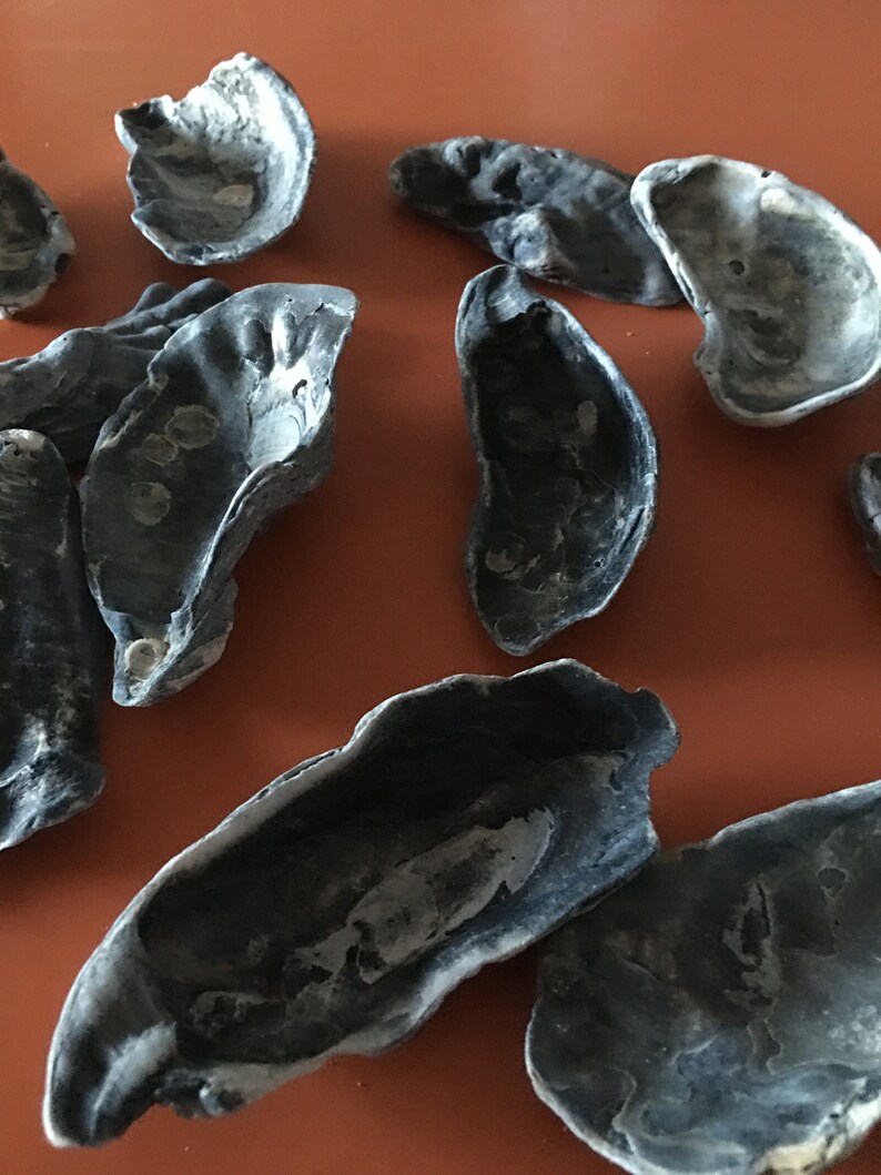 Blue/charcoal Oyster Shells 50 PC 3 to 4 Inchwith Free 2 | Etsy