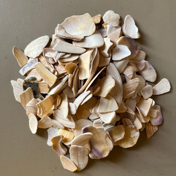Broken Shells - Etsy