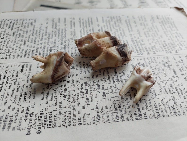 Papercraft Craft Supplies & Tools Real elk tooth natural forest animal ...