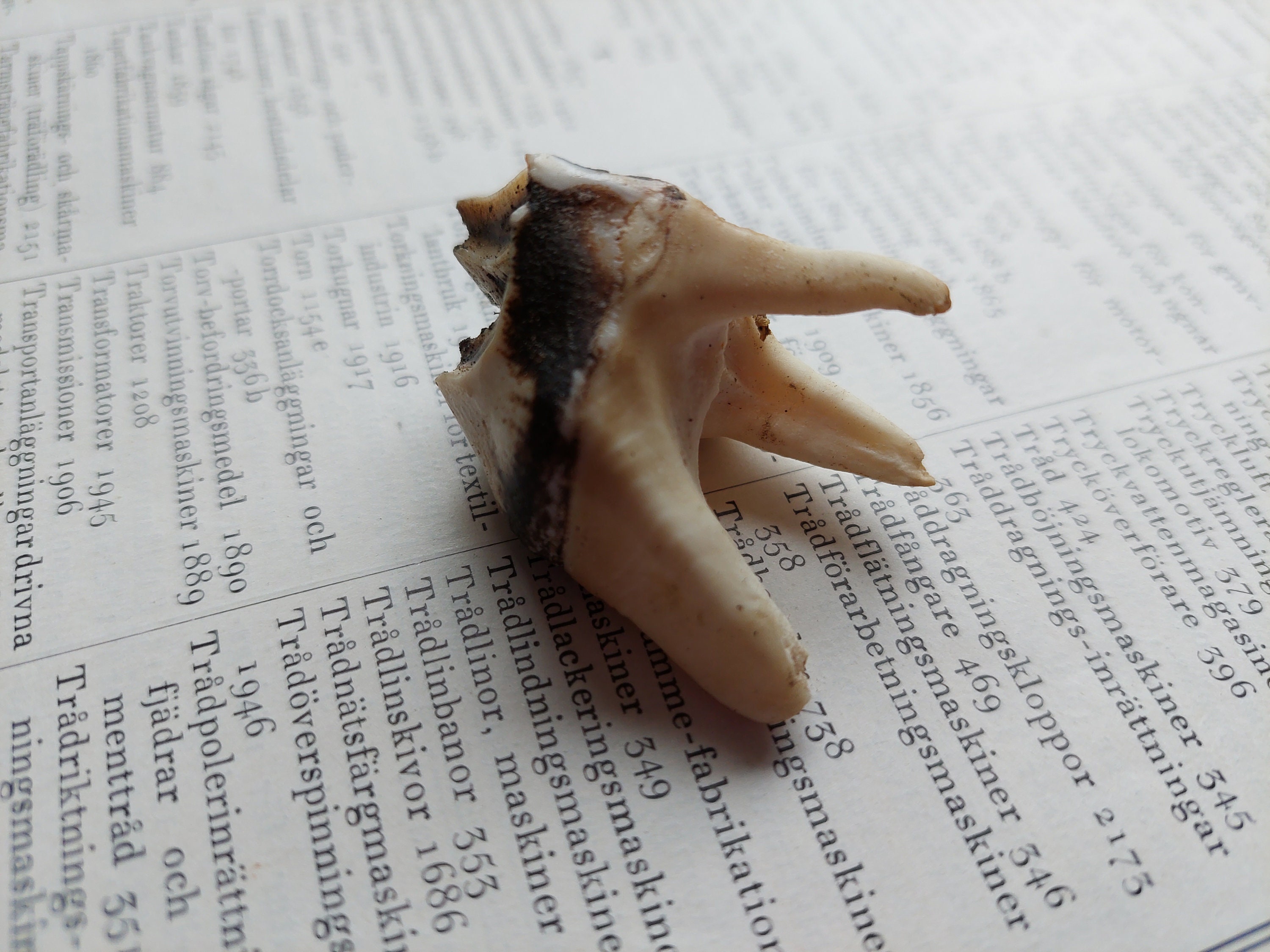 Papercraft Craft Supplies & Tools Real elk tooth natural forest animal ...