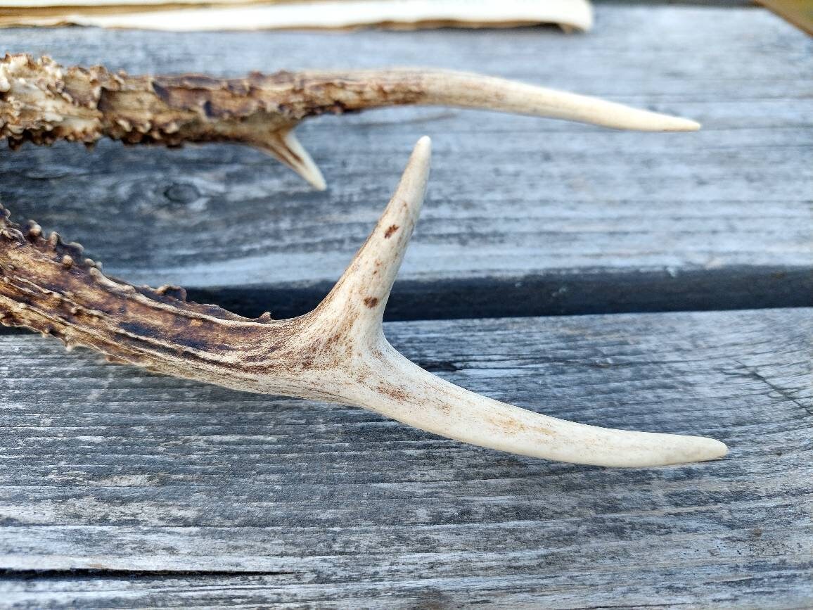 Natural Horn Pair Roe Deer Trophy Horns With Skull Wall Decor - Etsy
