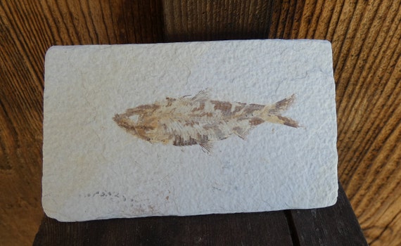 Herring Fish Skeleton