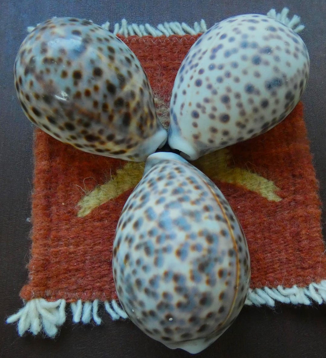 Vintage Cowrie Shells Spotted Set of 3 Tiger Cowrie California Coastal ...