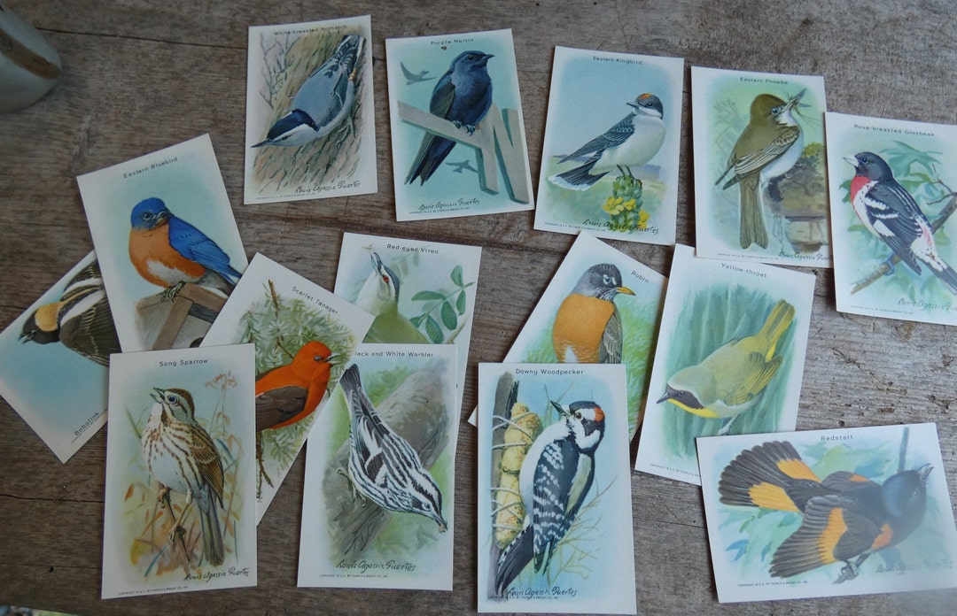 Vintage Complete Set of useful Birds of America 15 Cards Arm & Hammer ...