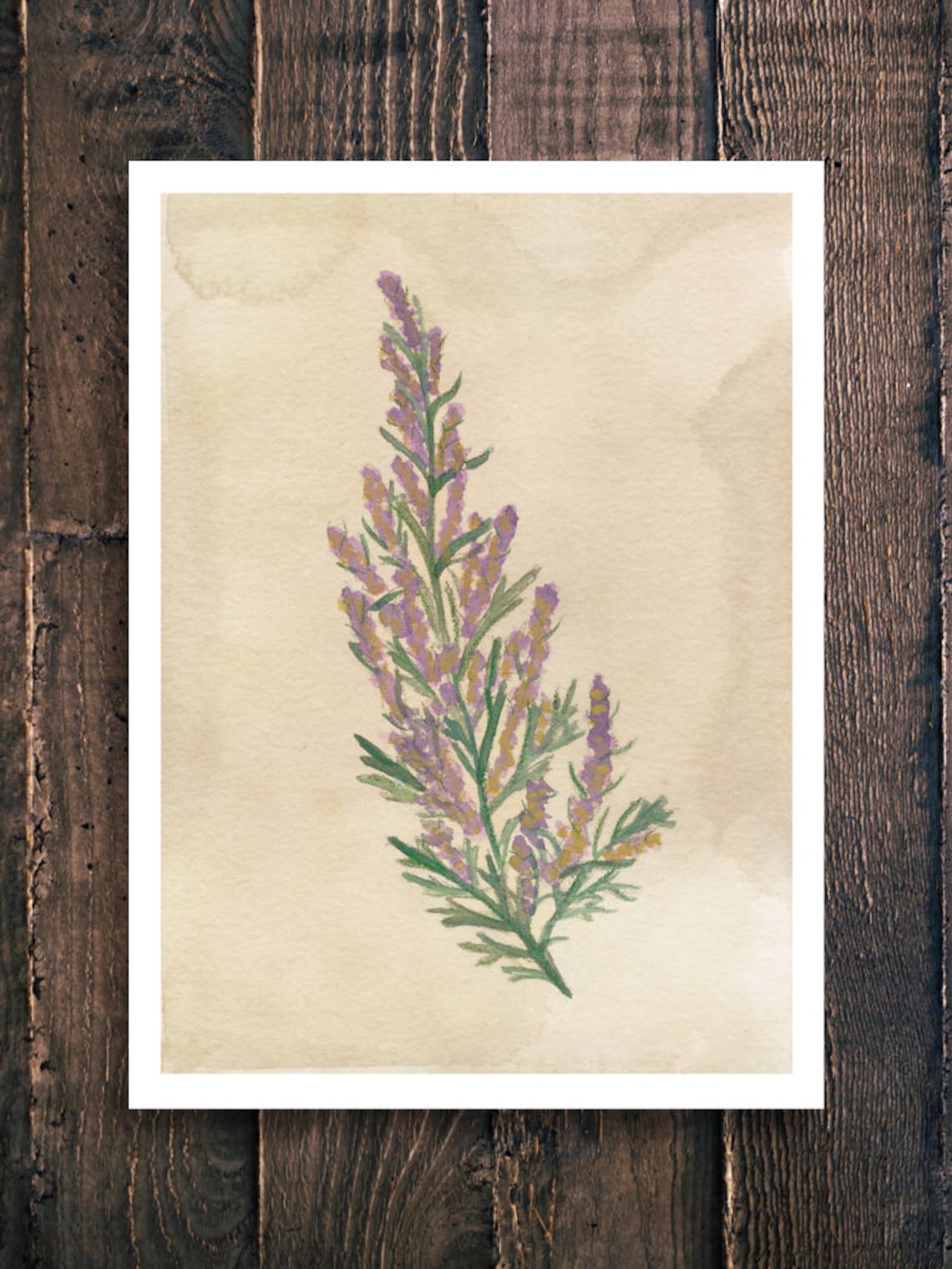 ART PRINT Mugwort Illustration Floral Botanical Medicinal - Etsy