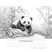 Panda Bear Cubs Coloring Pages for Adults 16 Adult Coloring Pages ...